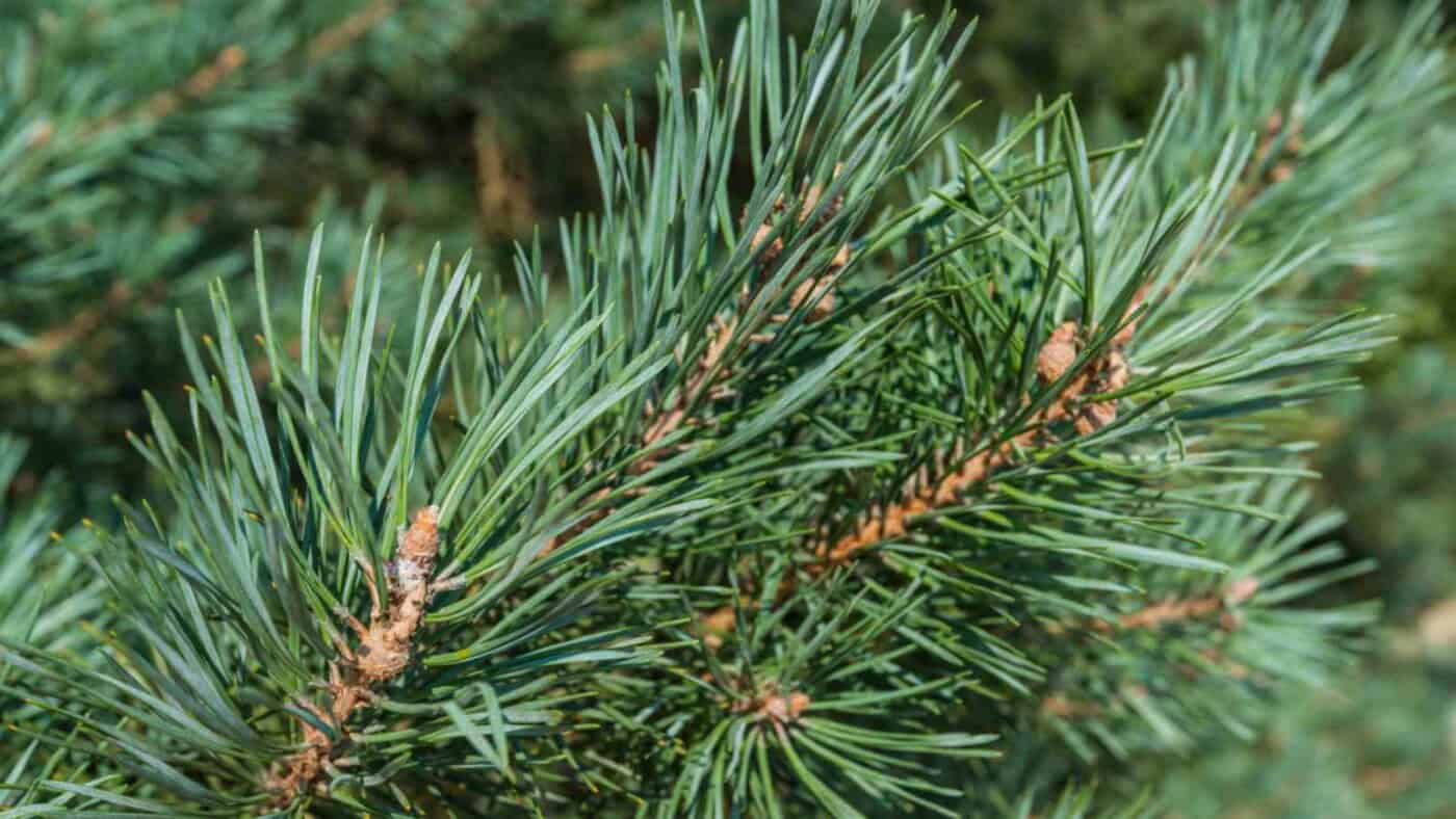 43 Types of Christmas Trees: A Visual Guide to 43 Festive Varieties