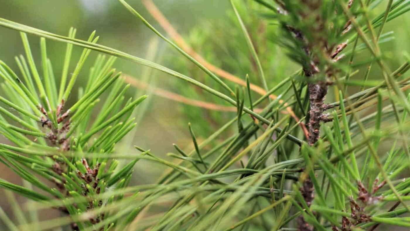 43 Types of Christmas Trees: A Visual Guide to 43 Festive Varieties