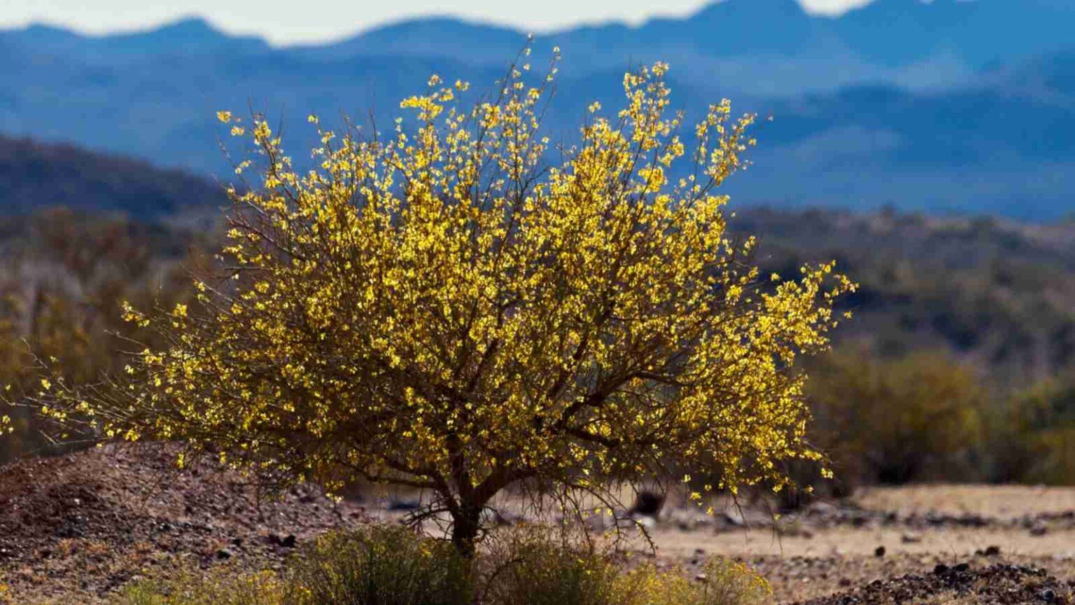 Palo Verde Tree: Description, Types, Facts, and Care Tips