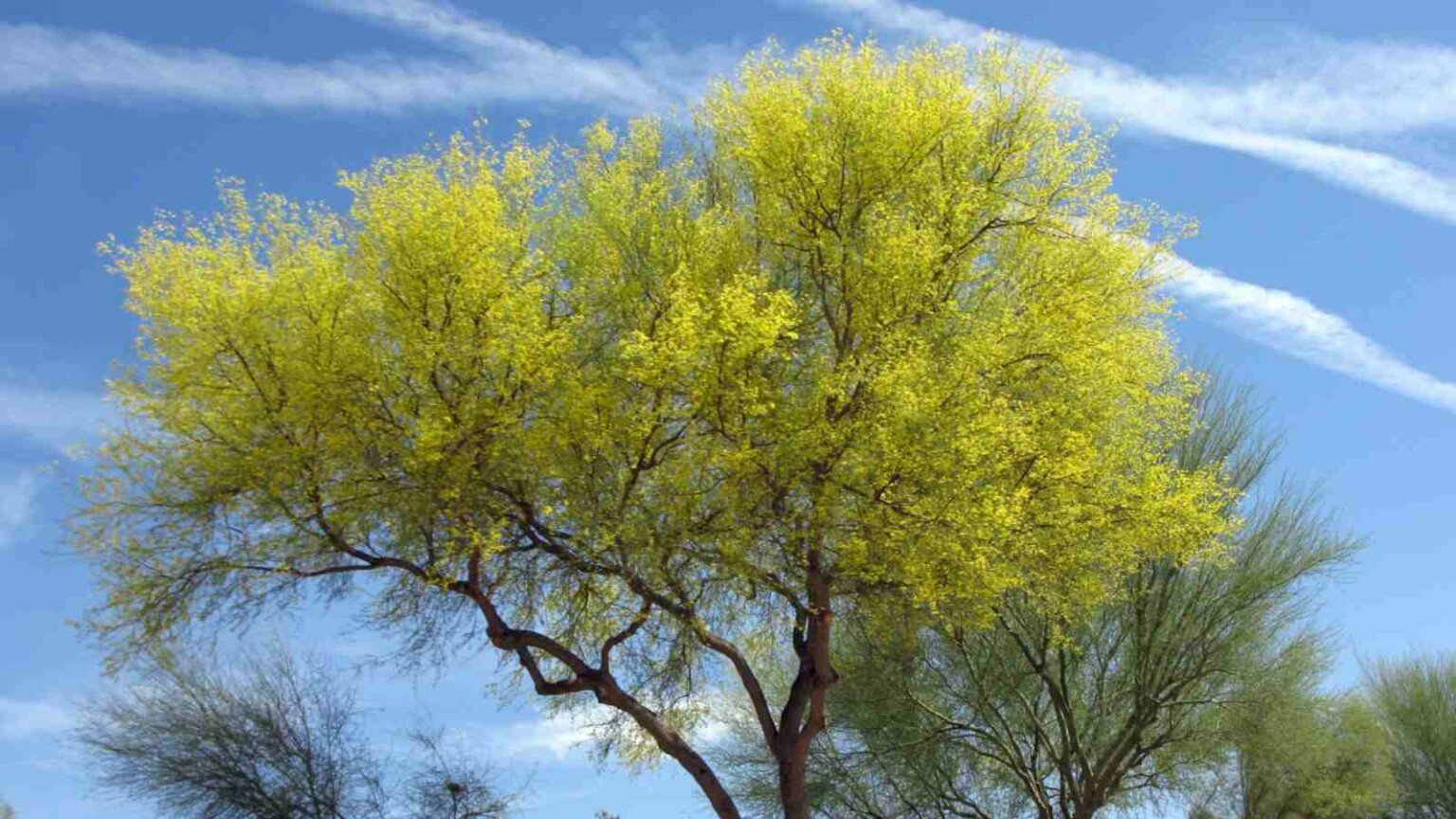 Palo Verde Tree: Description, Types, Facts, and Care Tips