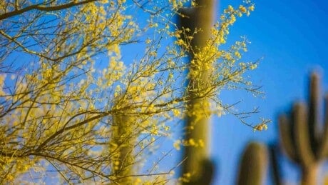 Palo Verde Tree: Description, Types, Facts, and Care Tips