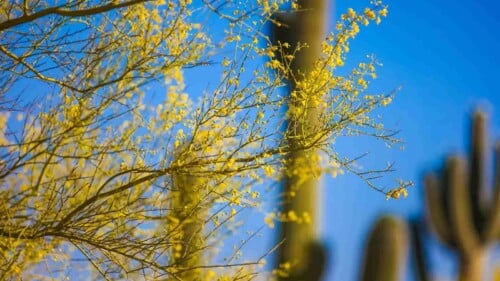 Palo Verde Tree: Description, Types, Facts, and Care Tips