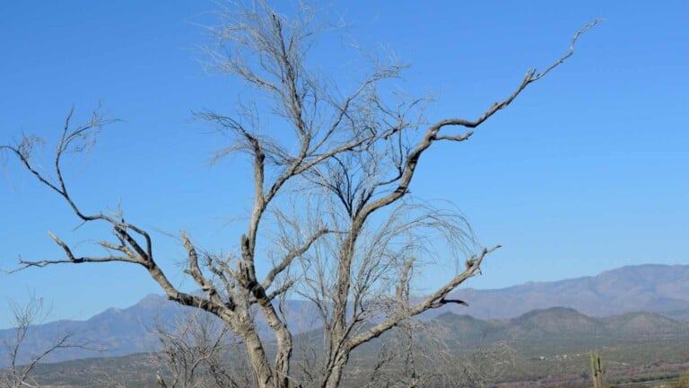 Palo Verde Tree: Description, Types, Facts, and Care Tips