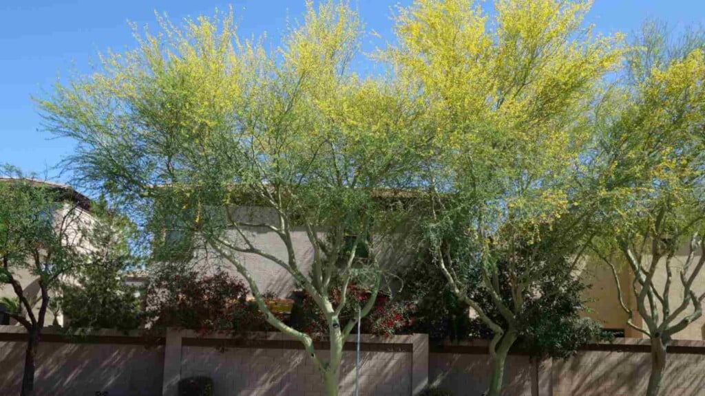 Palo Verde Tree: Description, Types, Facts, and Care Tips