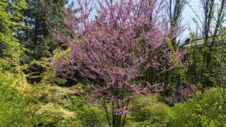 How to Grow and Care for Redbud Tree (Complete Guide)