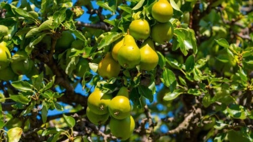 Pear Tree Complete Guide: Caring, Growing, Types, & Uses