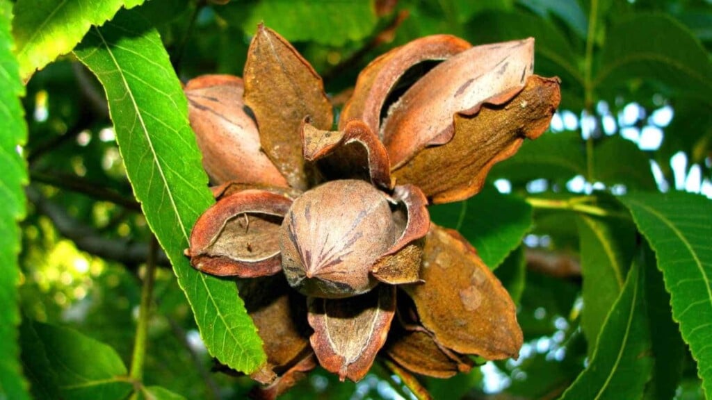 How to Plant, Grow, & Care for Pecan Tree (Full Guide)