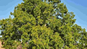 How to Plant, Grow, & Care for Pecan Tree (Full Guide)