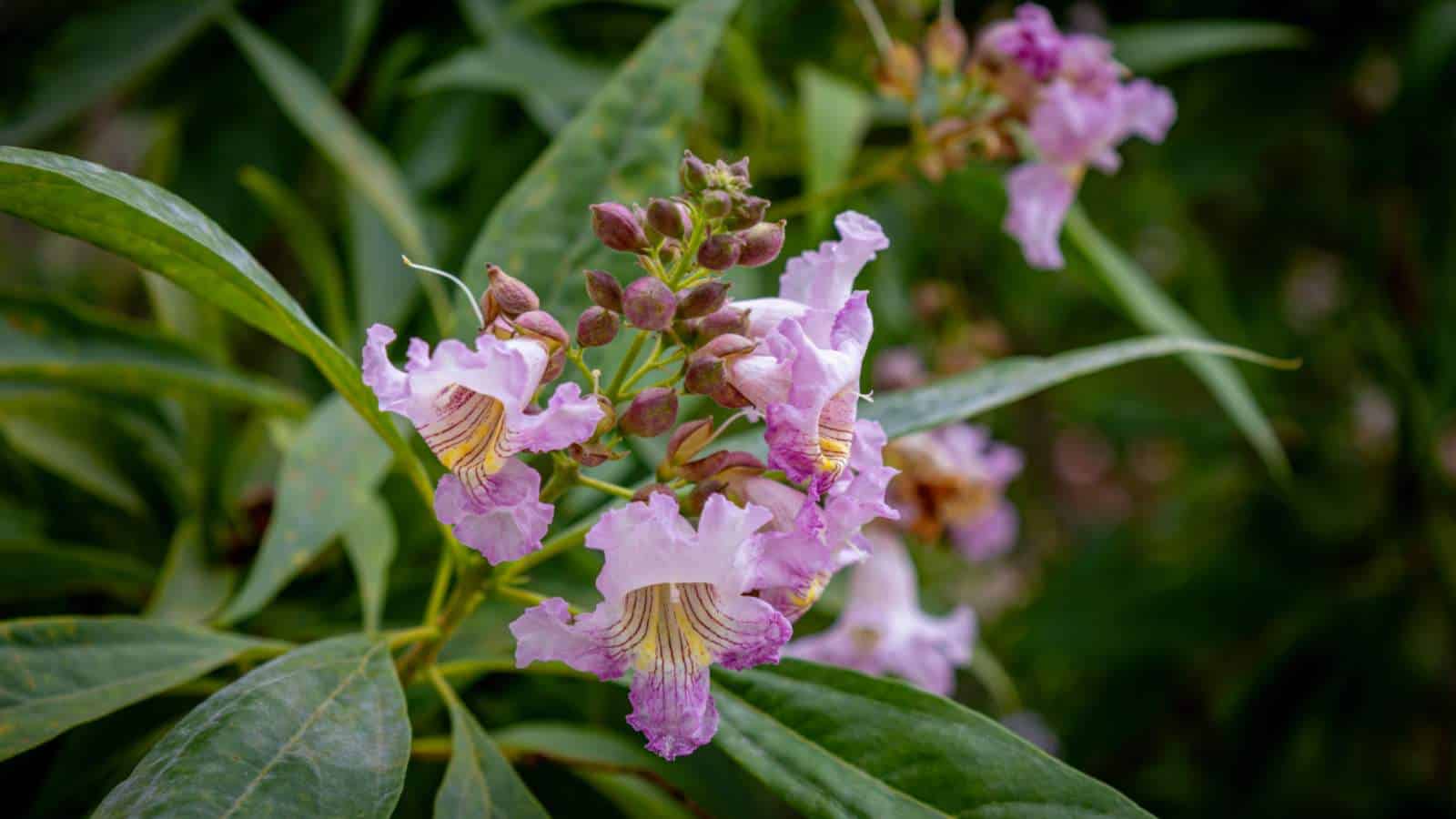 39 Best Pink Flowering Trees for Your Yard and Landscaping