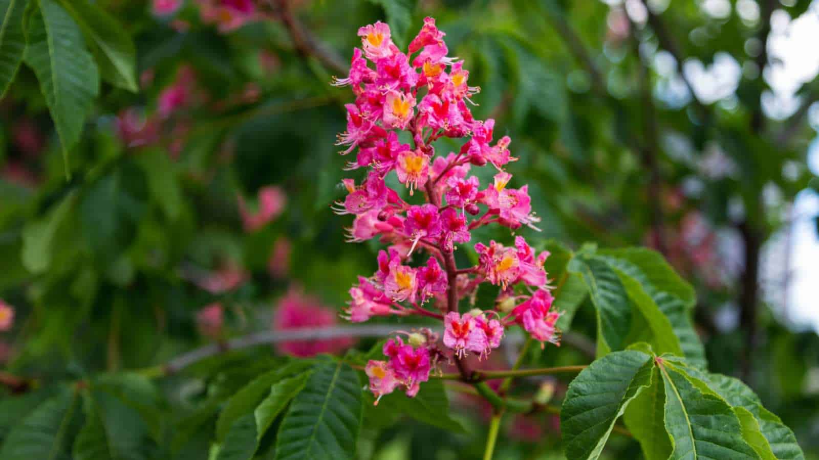 39 Best Pink Flowering Trees for Your Yard and Landscaping