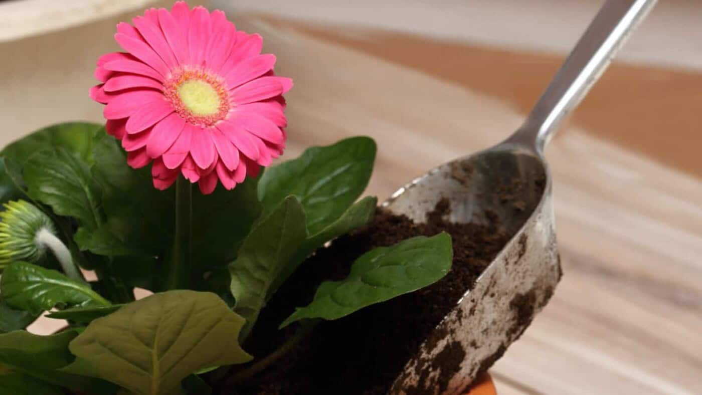 How To Plant and Grow Gerbera Daisies: Step-by-Step Guide
