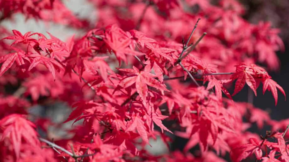 39 Best Pink Flowering Trees for Your Yard and Landscaping