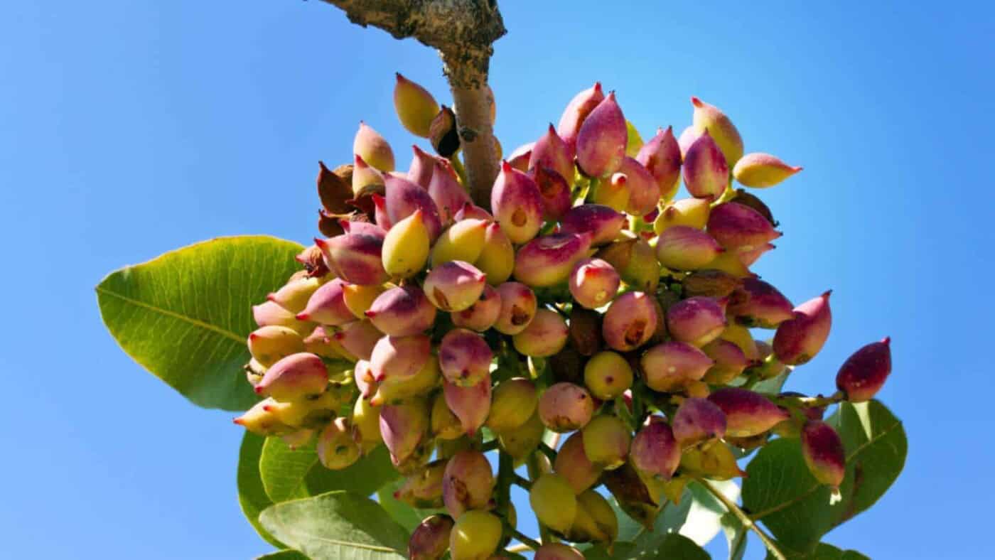 How to Plant, Grow & Care For a Pistachio Tree (Complete Guide)