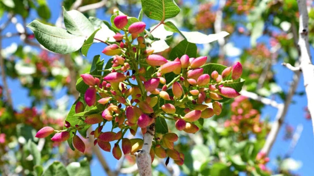 How to Plant, Grow & Care For a Pistachio Tree (Complete Guide)