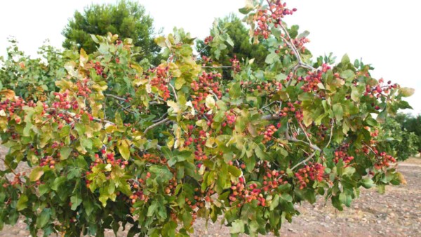 How to Plant, Grow & Care For a Pistachio Tree (Complete Guide)