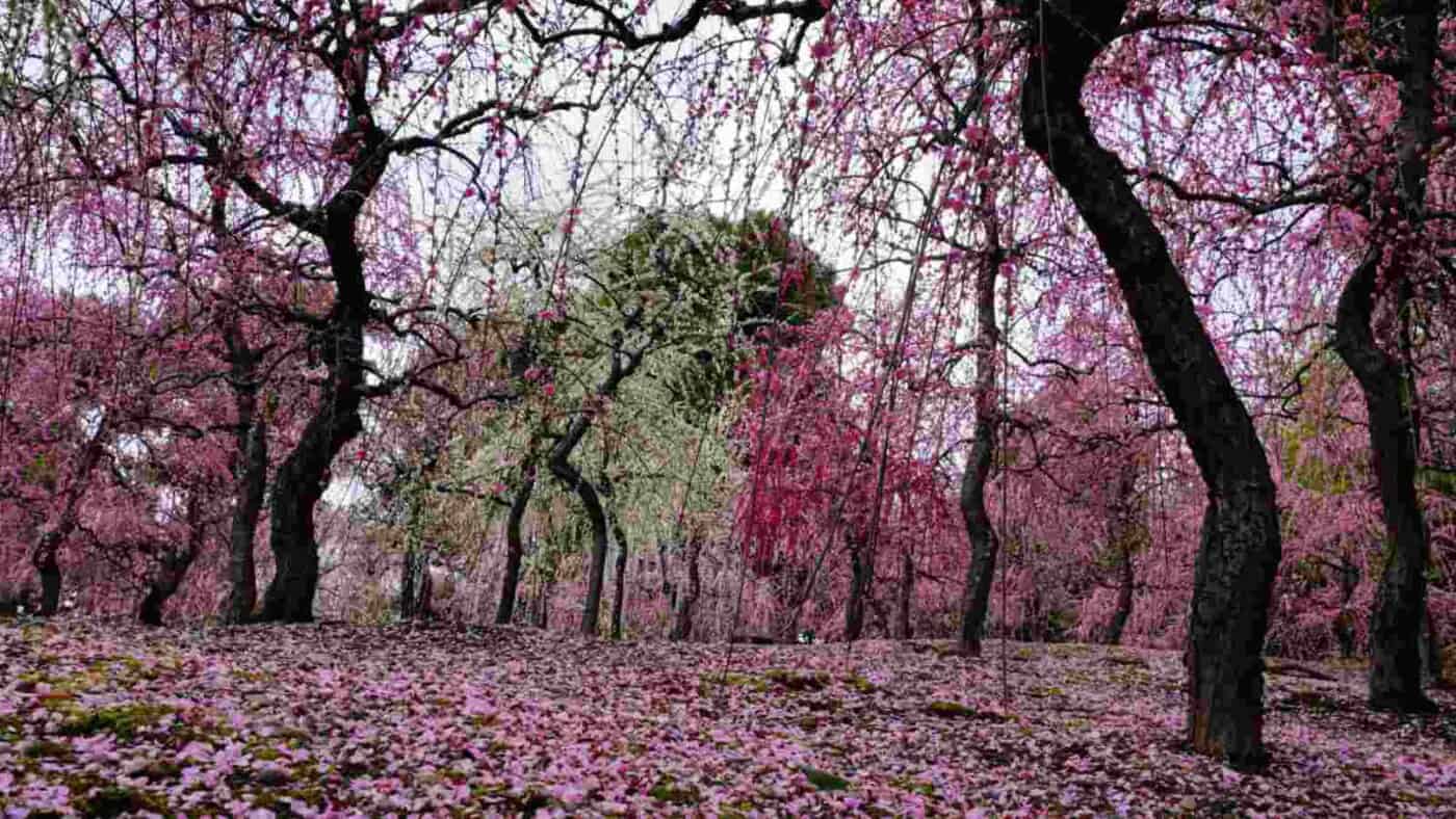 Plum Tree Complete Guide: Caring for, Growing, Types, & Uses