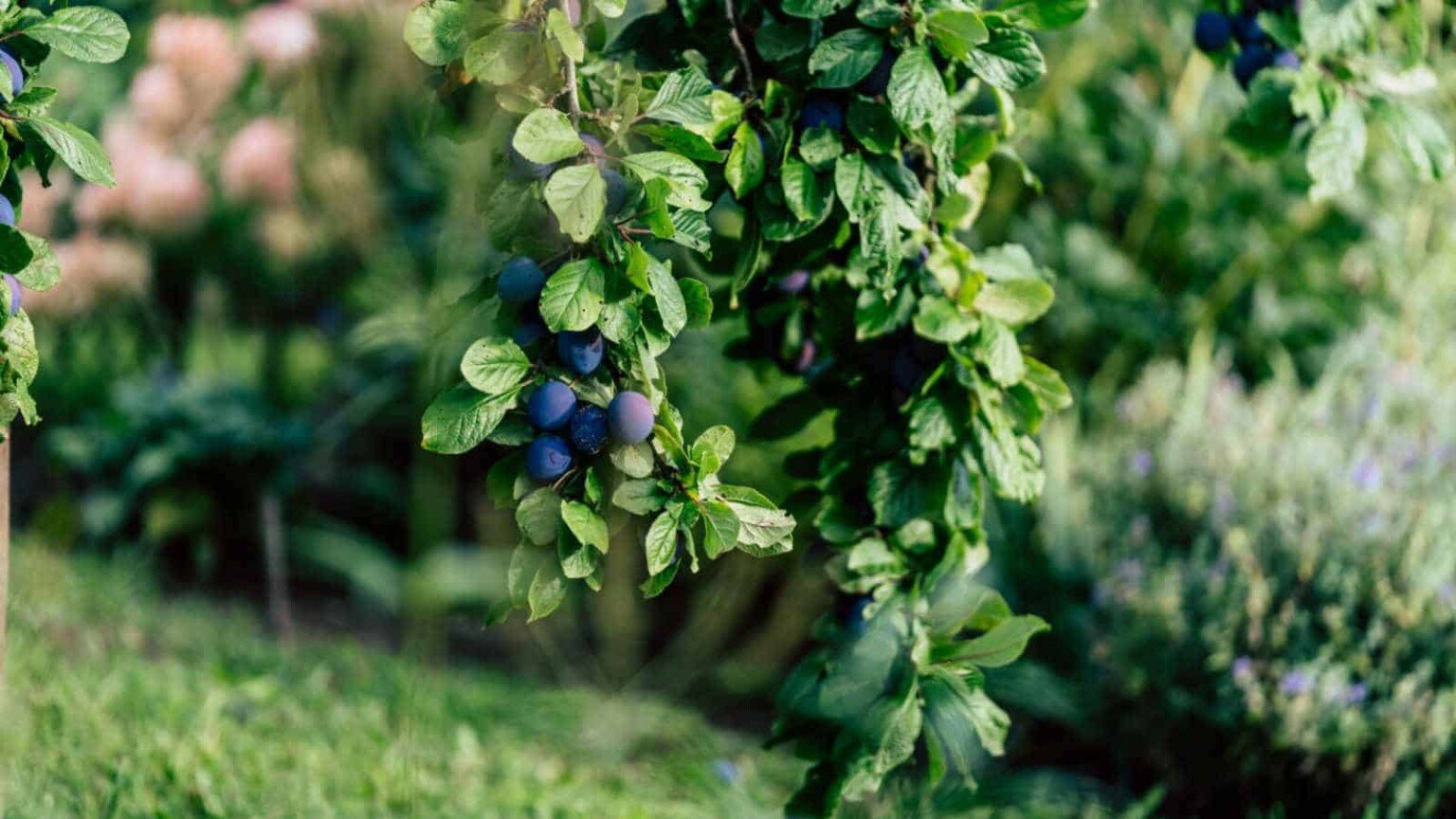Plum Tree Complete Guide: Caring for, Growing, Types, & Uses