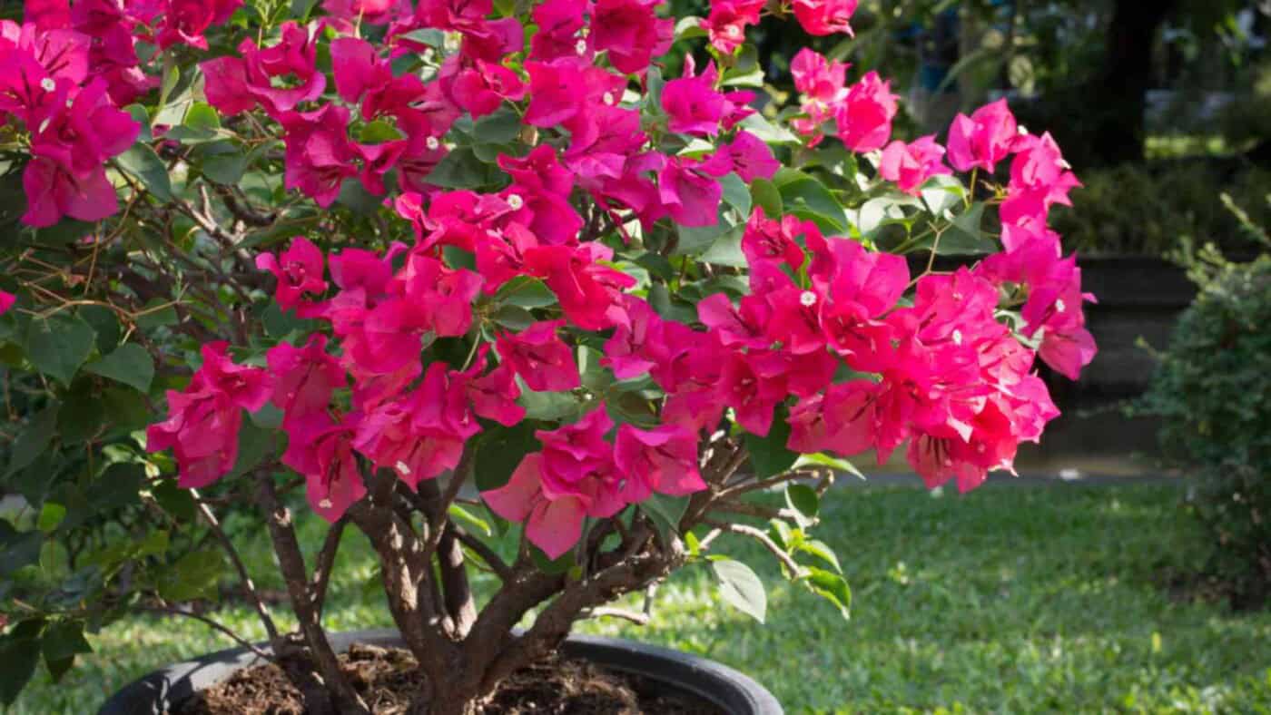 How to Plant, Grow, and Care for Bougainvillea Plant