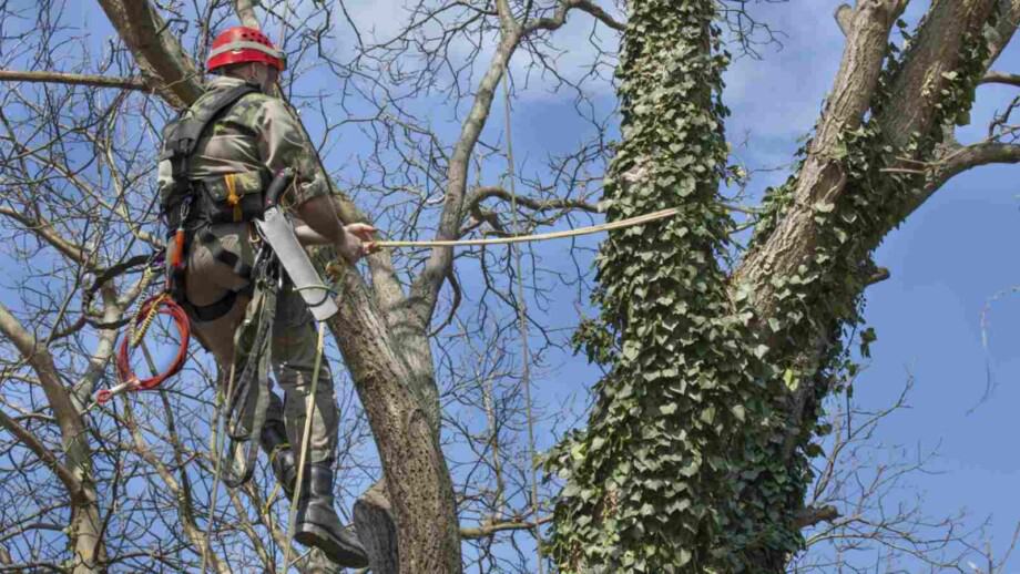 How to Plant, Grow, & Care for Walnut Tree (Complete Guide)