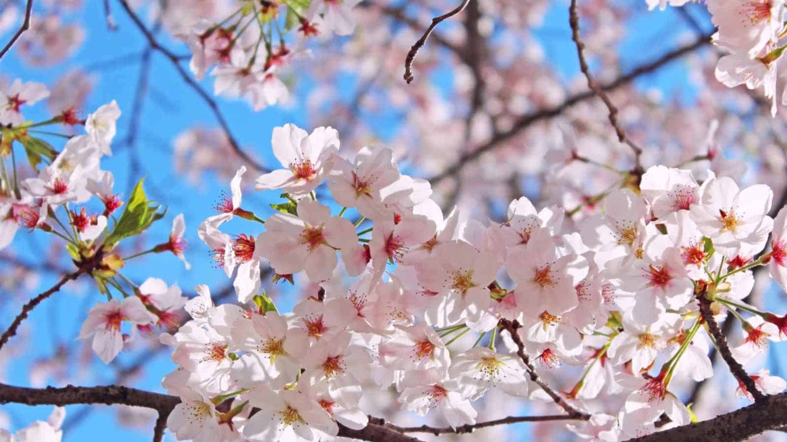 How to Plant, Grow and Care for Yoshino Cherry Tree - Full Guide