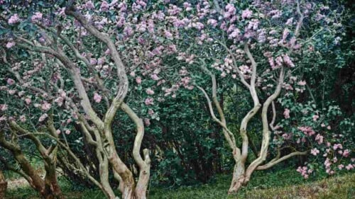 How to Grow and Care for a Lilac Tree (Complete Guide)