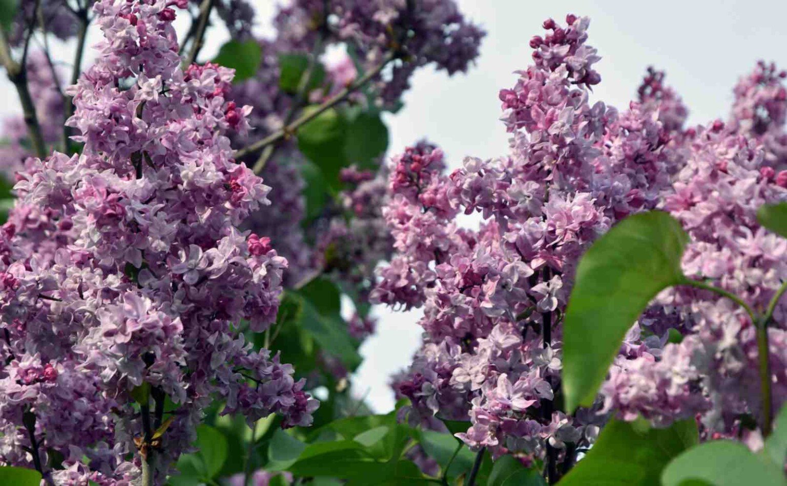 How to Grow and Care for a Lilac Tree (Complete Guide)