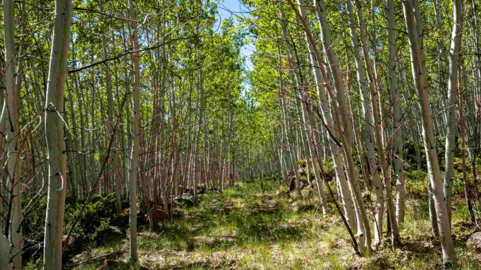Aspen Tree: Description, Types, History, Uses, and Care Tips