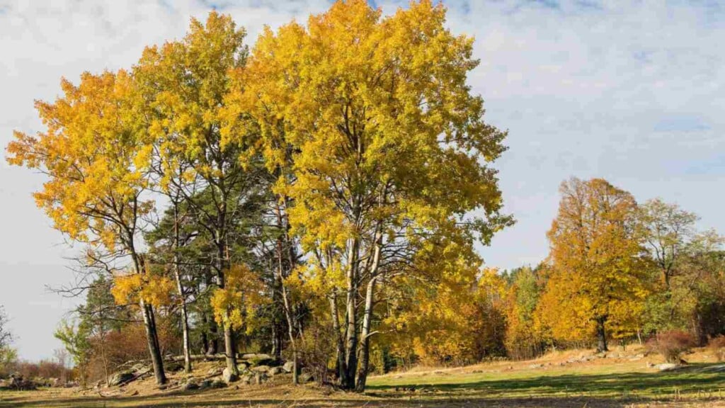 Aspen Tree: Description, Types, History, Uses, and Care Tips