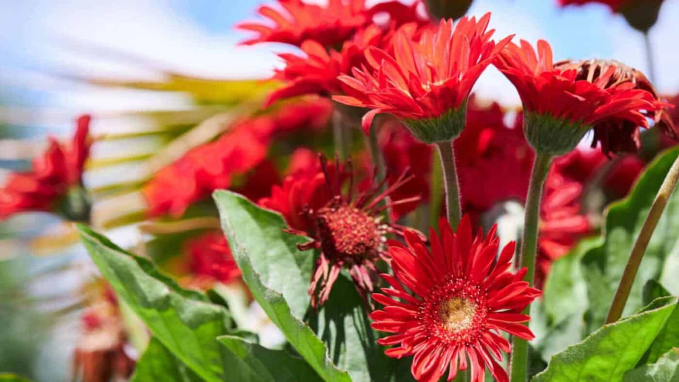 How To Plant and Grow Gerbera Daisies: Step-by-Step Guide