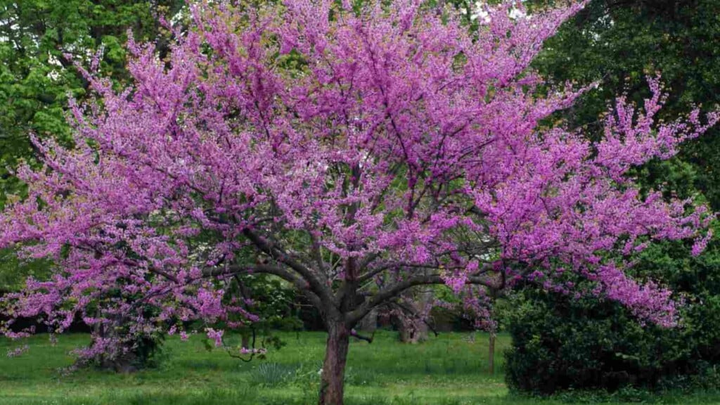 60 Popular Types of Small Trees for Your Landscape