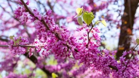 How to Grow and Care for Redbud Tree (Complete Guide)