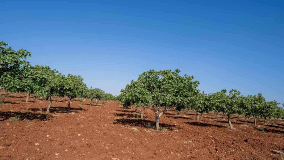 How to Plant, Grow & Care For a Pistachio Tree (Complete Guide)