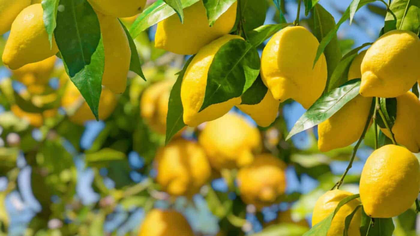 How to Plant, Grow & Care for Lemon Tree (Step-by-Step Guide)