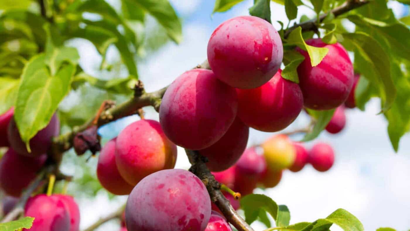 Plum Tree Complete Guide: Caring for, Growing, Types, & Uses