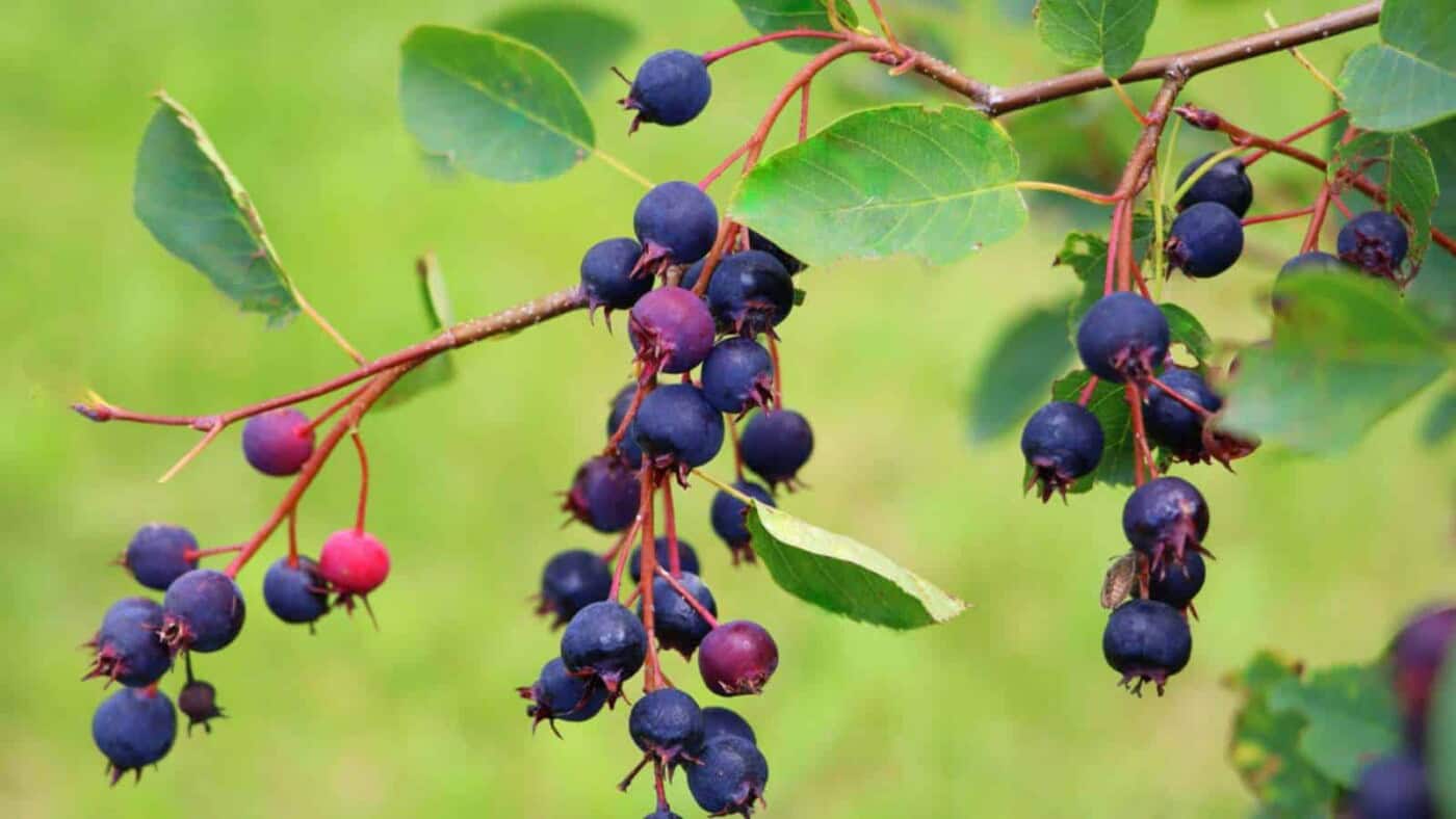 How to Plant, Grow, & Care for Serviceberry Tree - Complete Guide