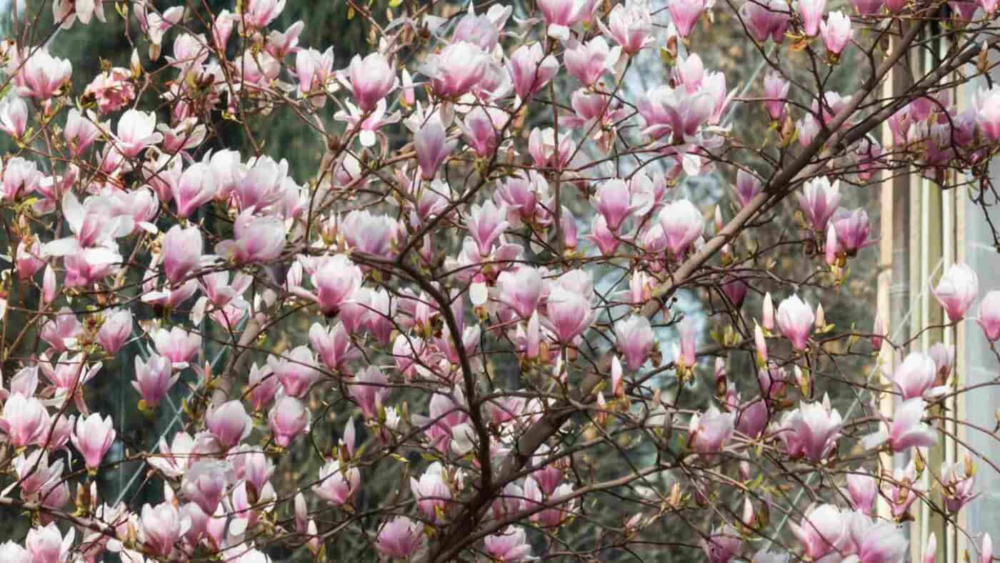 60 Popular Types of Small Trees for Your Landscape