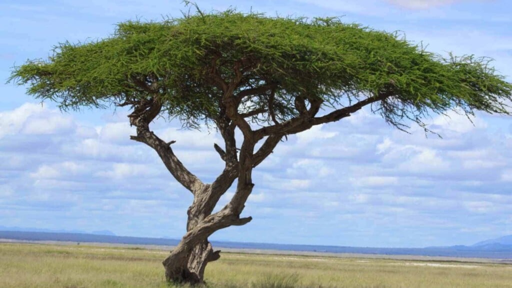 Acacia Tree: Description, Types, and Care Tips (Full Guide)