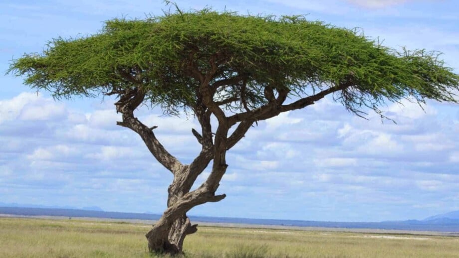 Acacia Tree: Description, Types, and Care Tips (Full Guide)