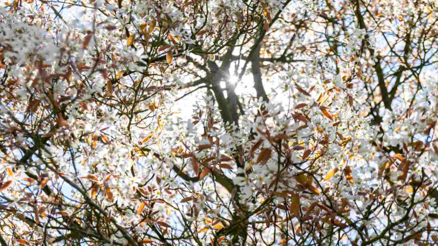 How to Plant, Grow, & Care for Serviceberry Tree - Complete Guide