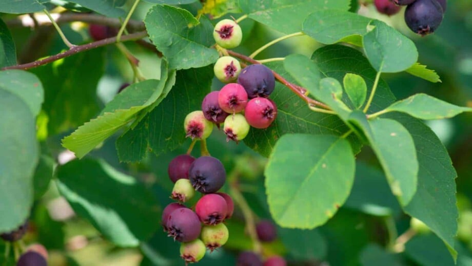 How to Plant, Grow, & Care for Serviceberry Tree - Complete Guide