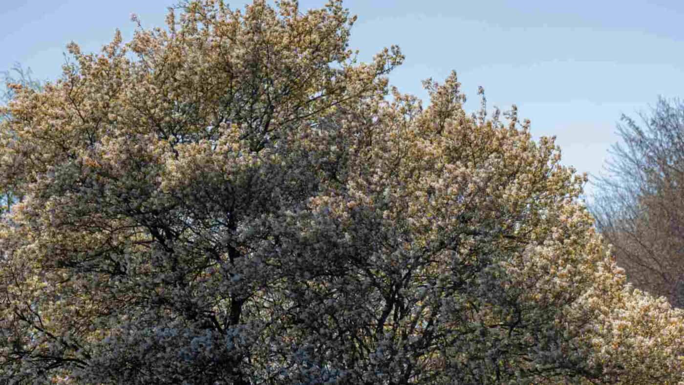 How to Plant, Grow, & Care for Serviceberry Tree - Complete Guide