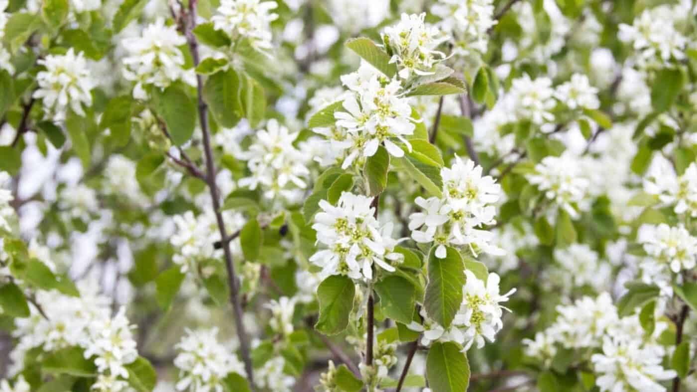 How to Plant, Grow, & Care for Serviceberry Tree - Complete Guide