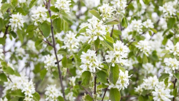 How to Plant, Grow, & Care for Serviceberry Tree - Complete Guide