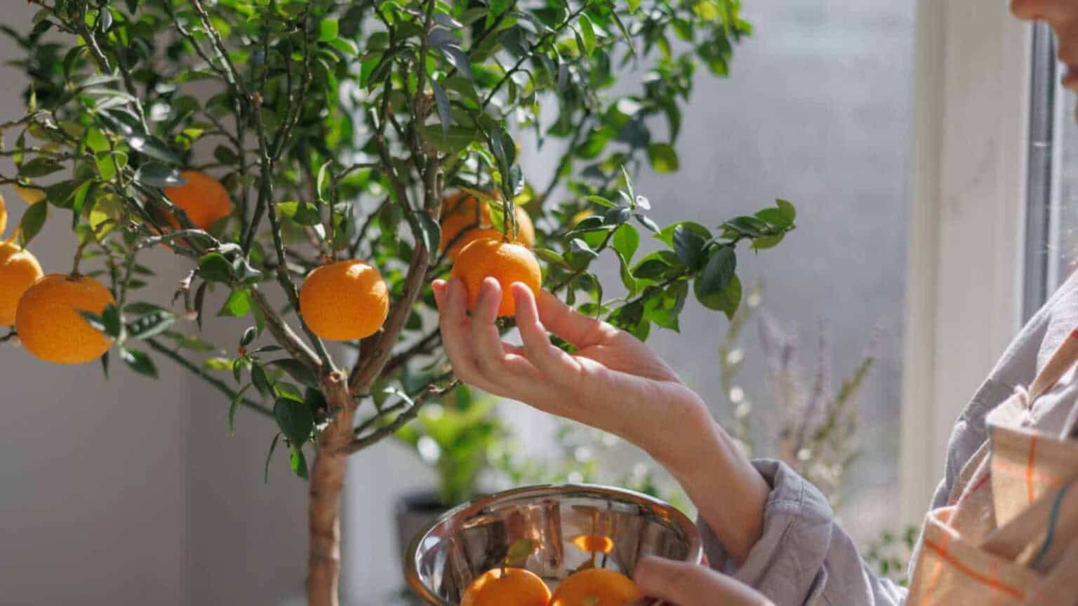 60 Popular Types of Small Trees for Your Landscape