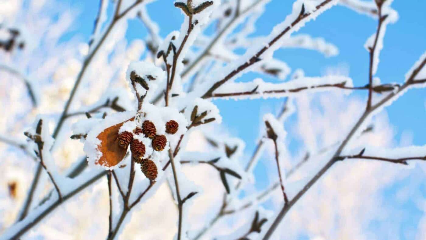 Alder Tree: Description, Types, and Care Tips (Full Guide)