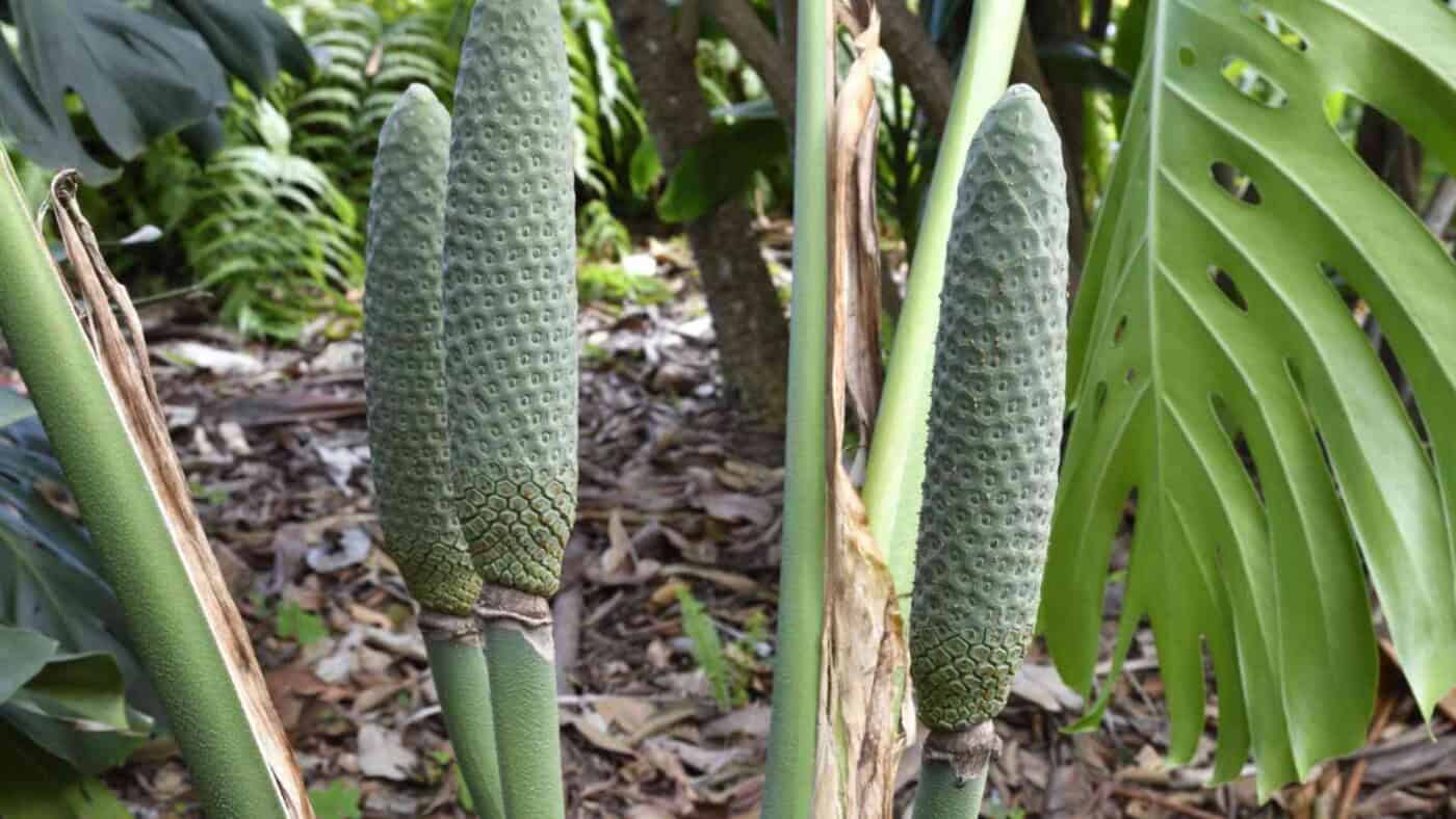 Everything You Need to Know to Grow Monstera Deliciosa Fruit