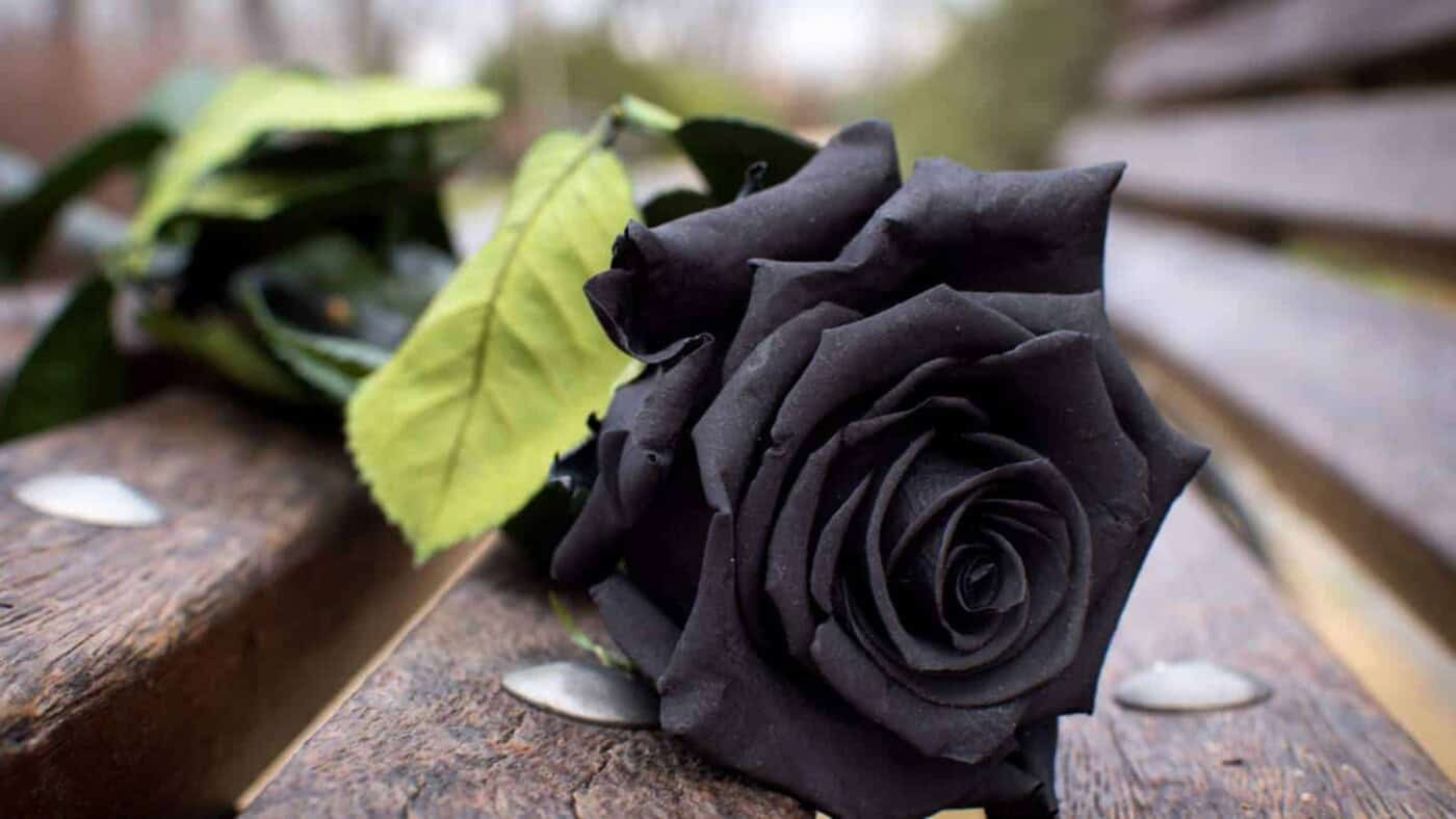 Black Rose: History, Symbolism, Cultivation, and Varieties