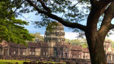 Acacia Tree: Description, Types, and Care Tips (Full Guide)