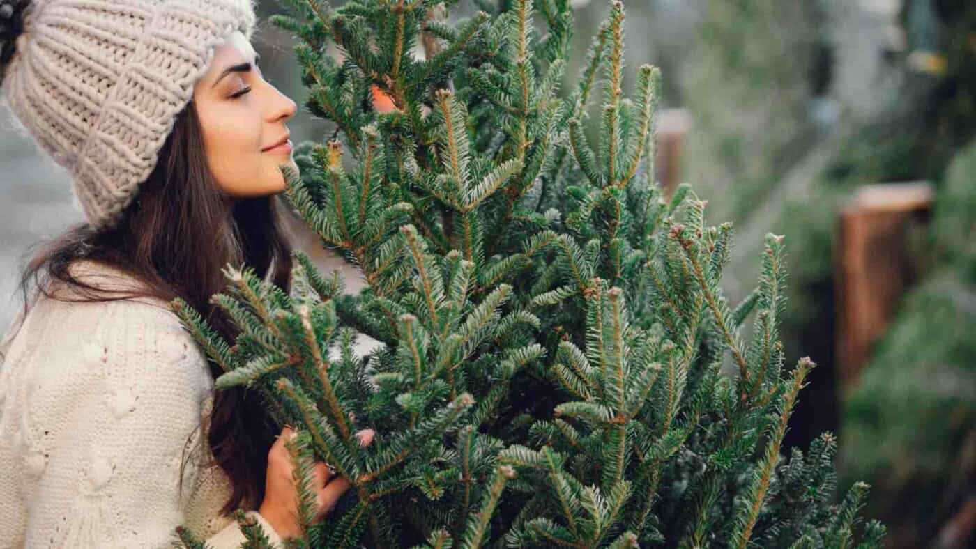 43 Types of Christmas Trees: A Visual Guide to 43 Festive Varieties