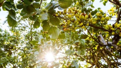 How to Plant, Grow & Care For a Pistachio Tree (Complete Guide)